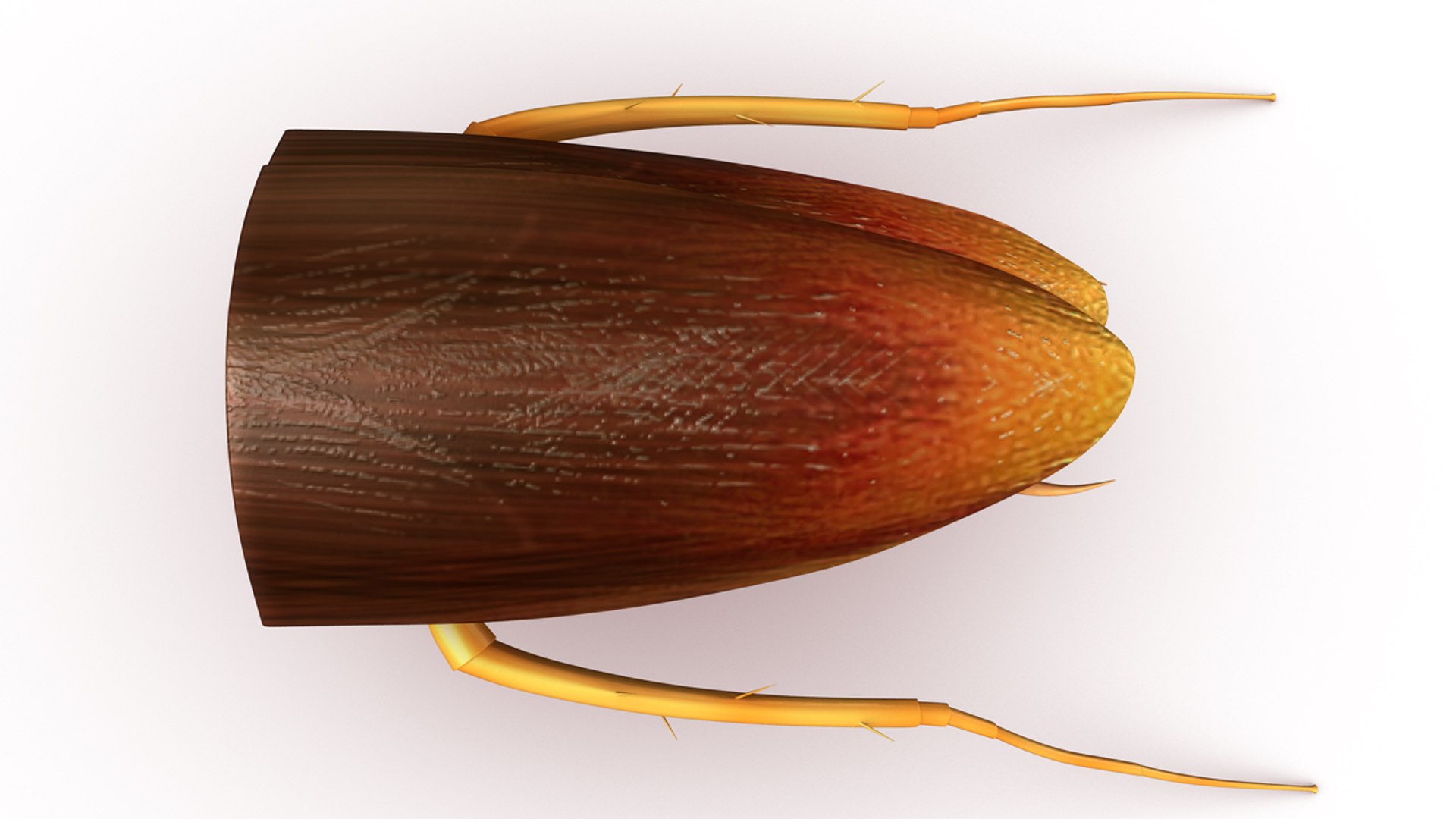 Cockroach Haemocoel Obj