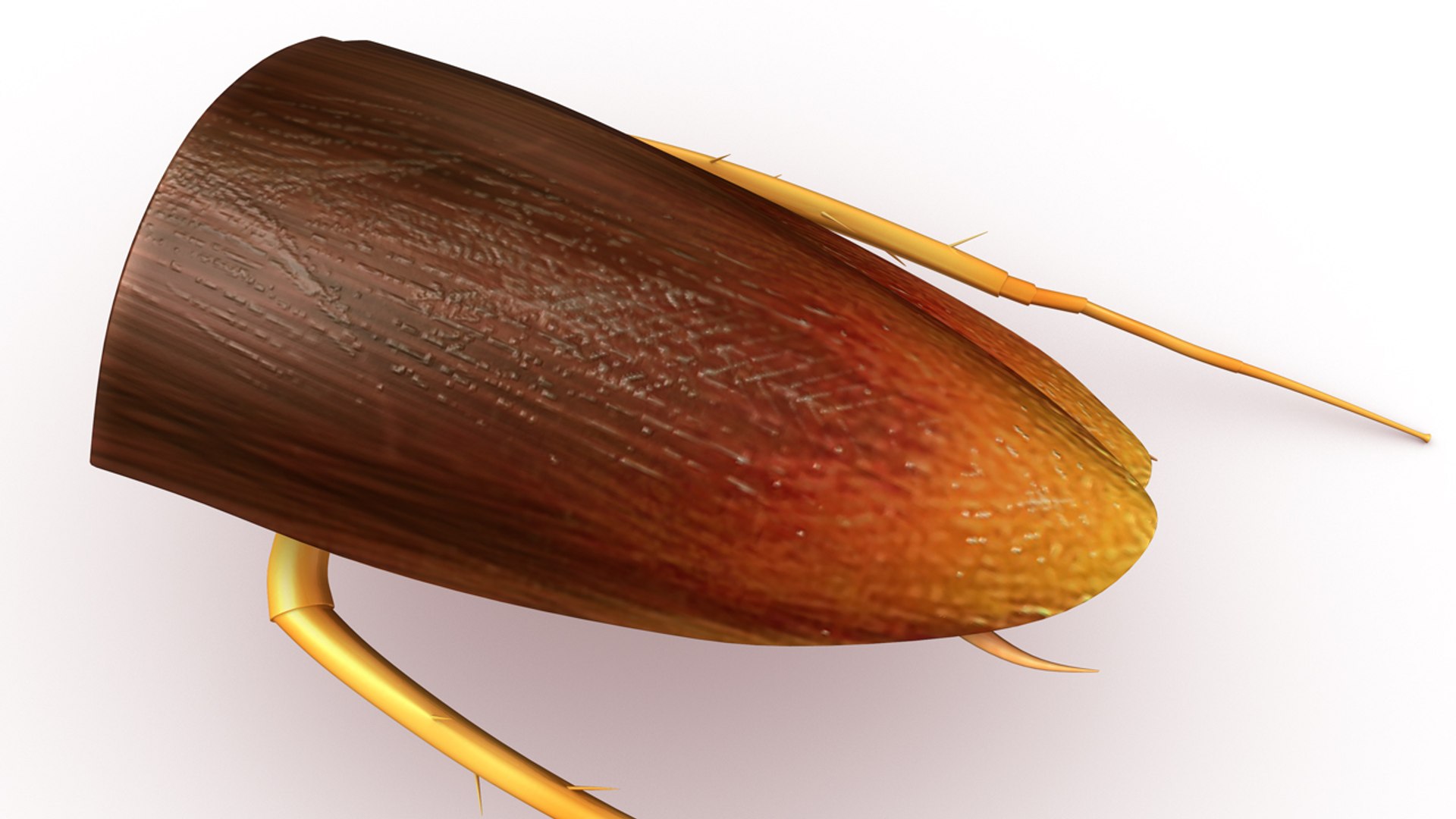 Cockroach Haemocoel Obj
