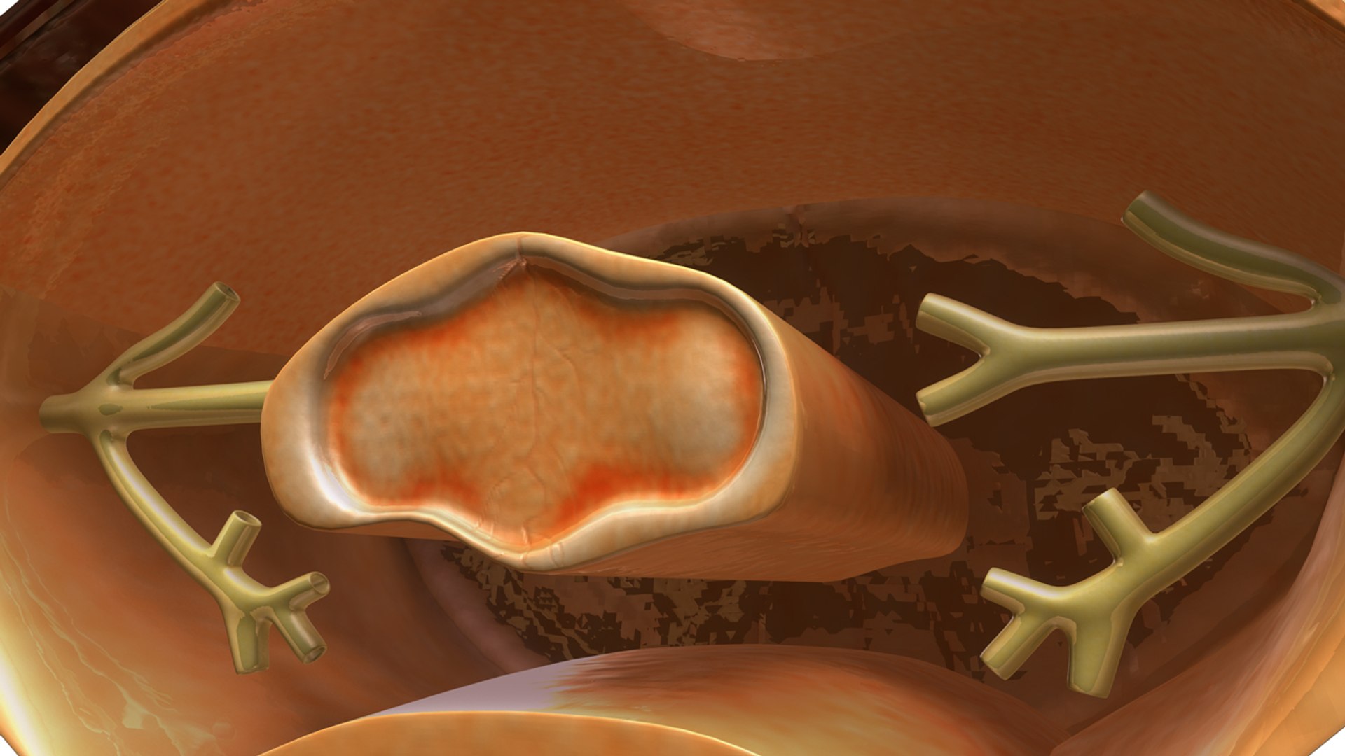 Cockroach Haemocoel Obj