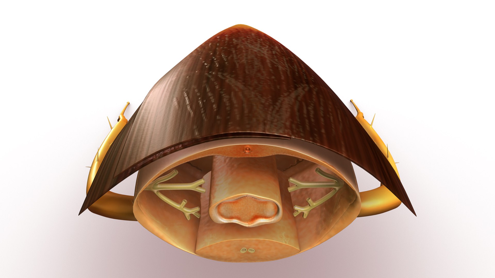 Cockroach Haemocoel Obj