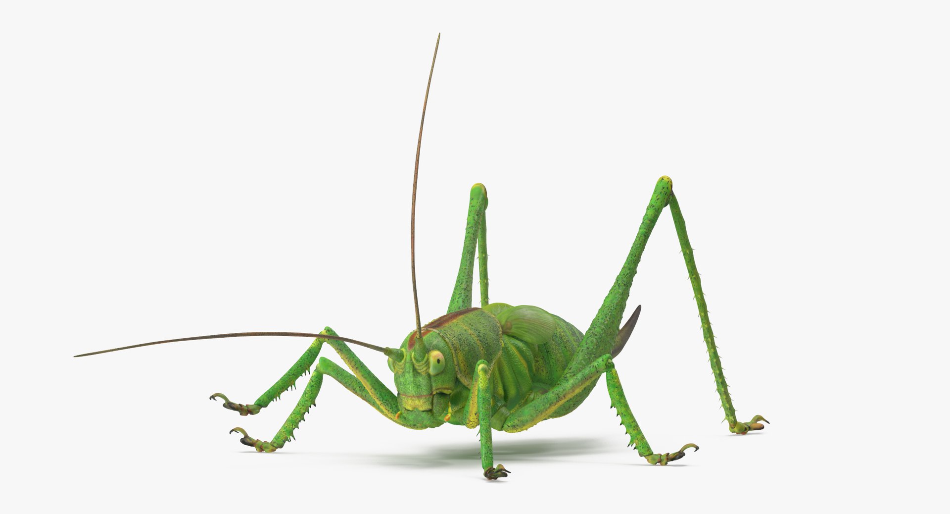 3d Standing Grasshopper Model