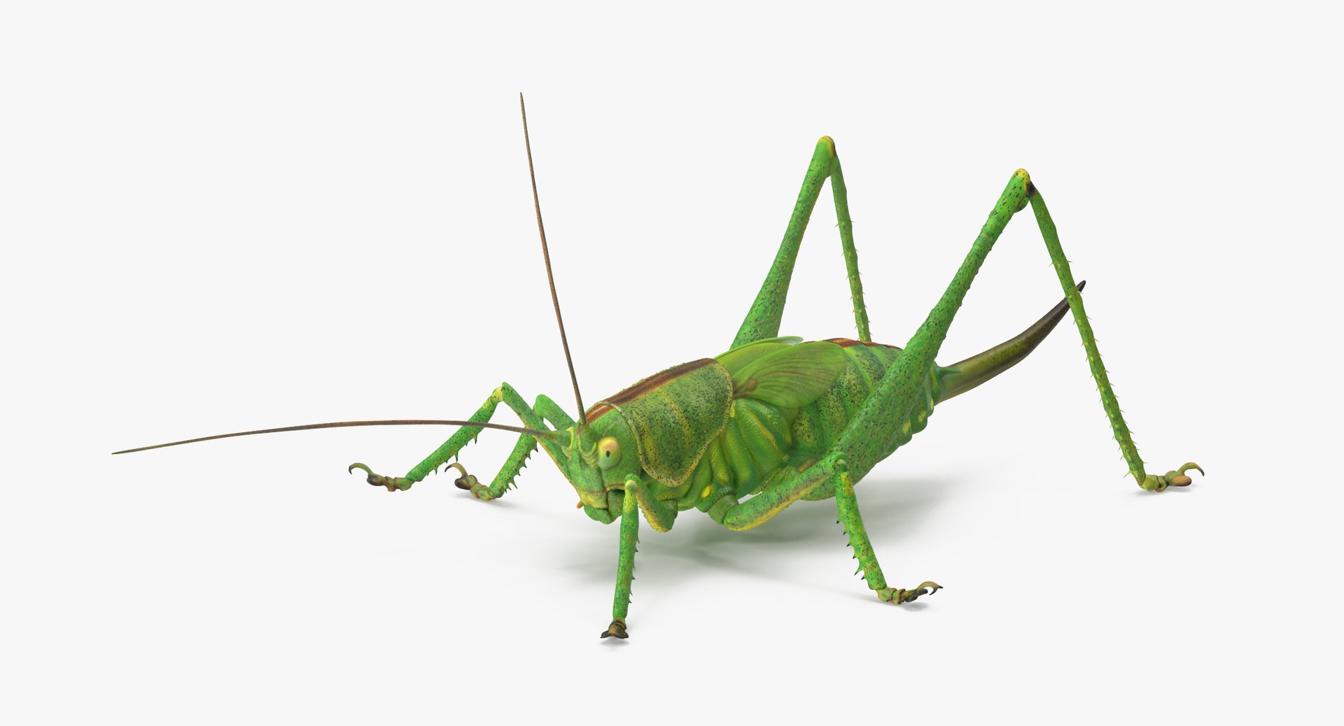 3d Standing Grasshopper Model