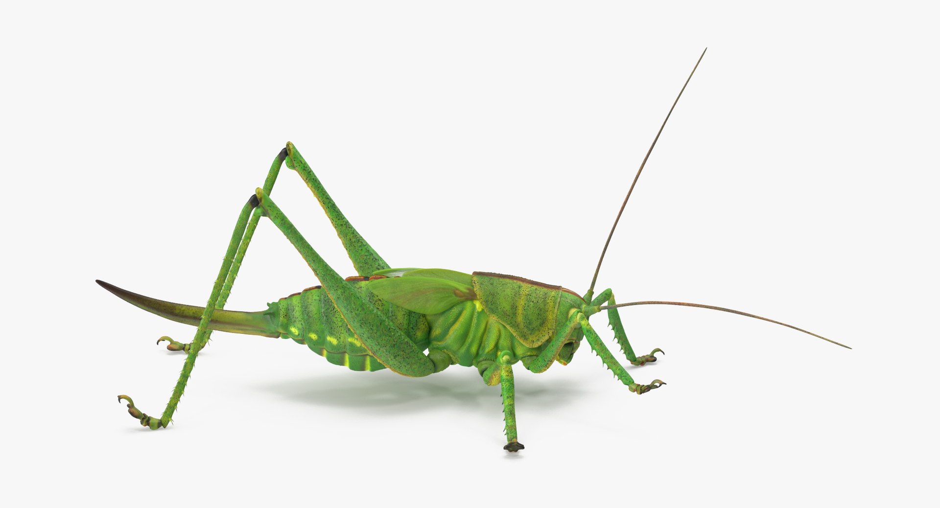 3d Standing Grasshopper Model