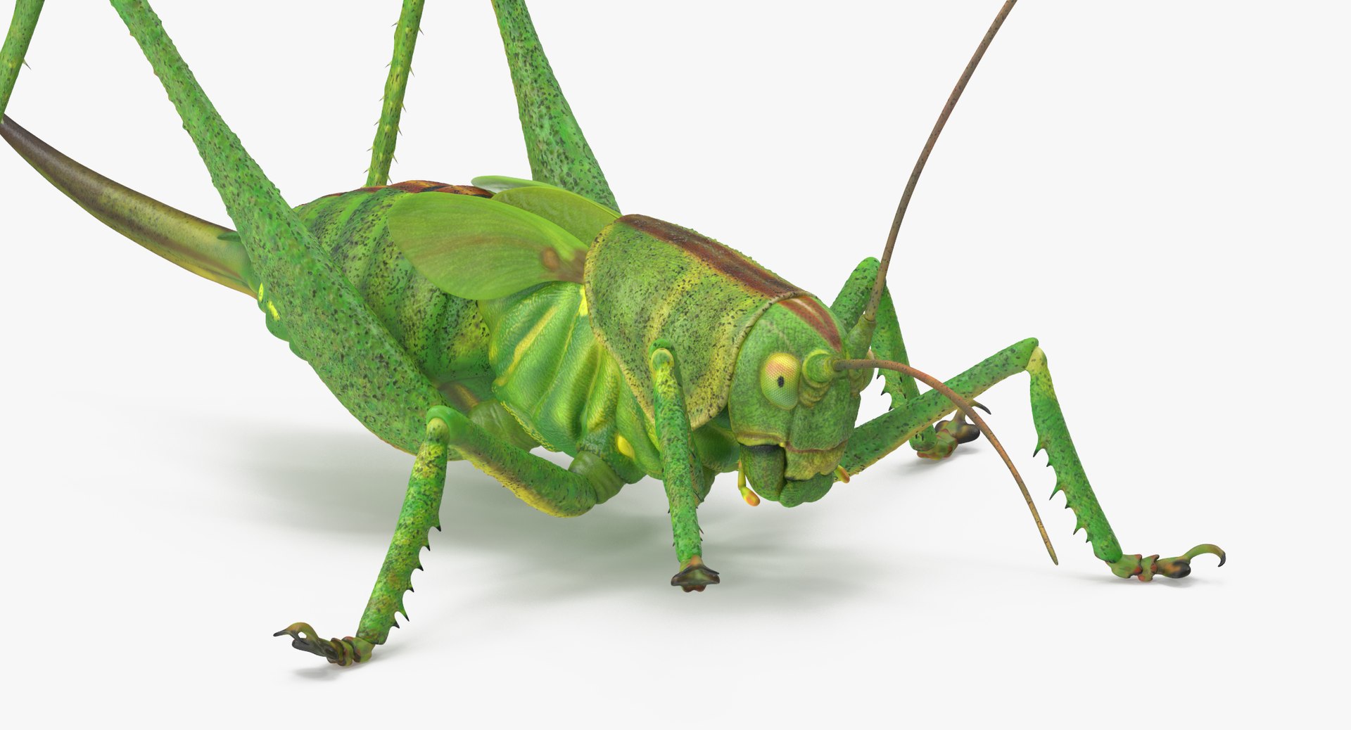 3d standing grasshopper model