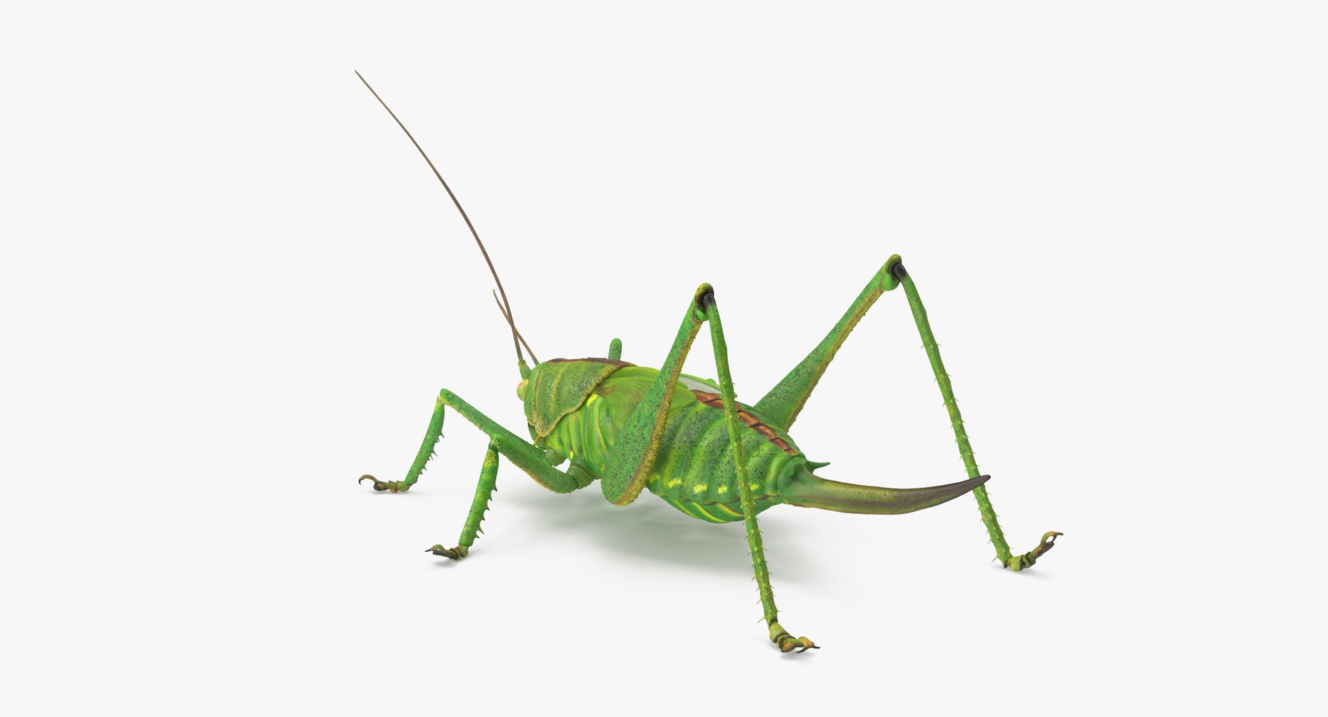 3d Standing Grasshopper Model