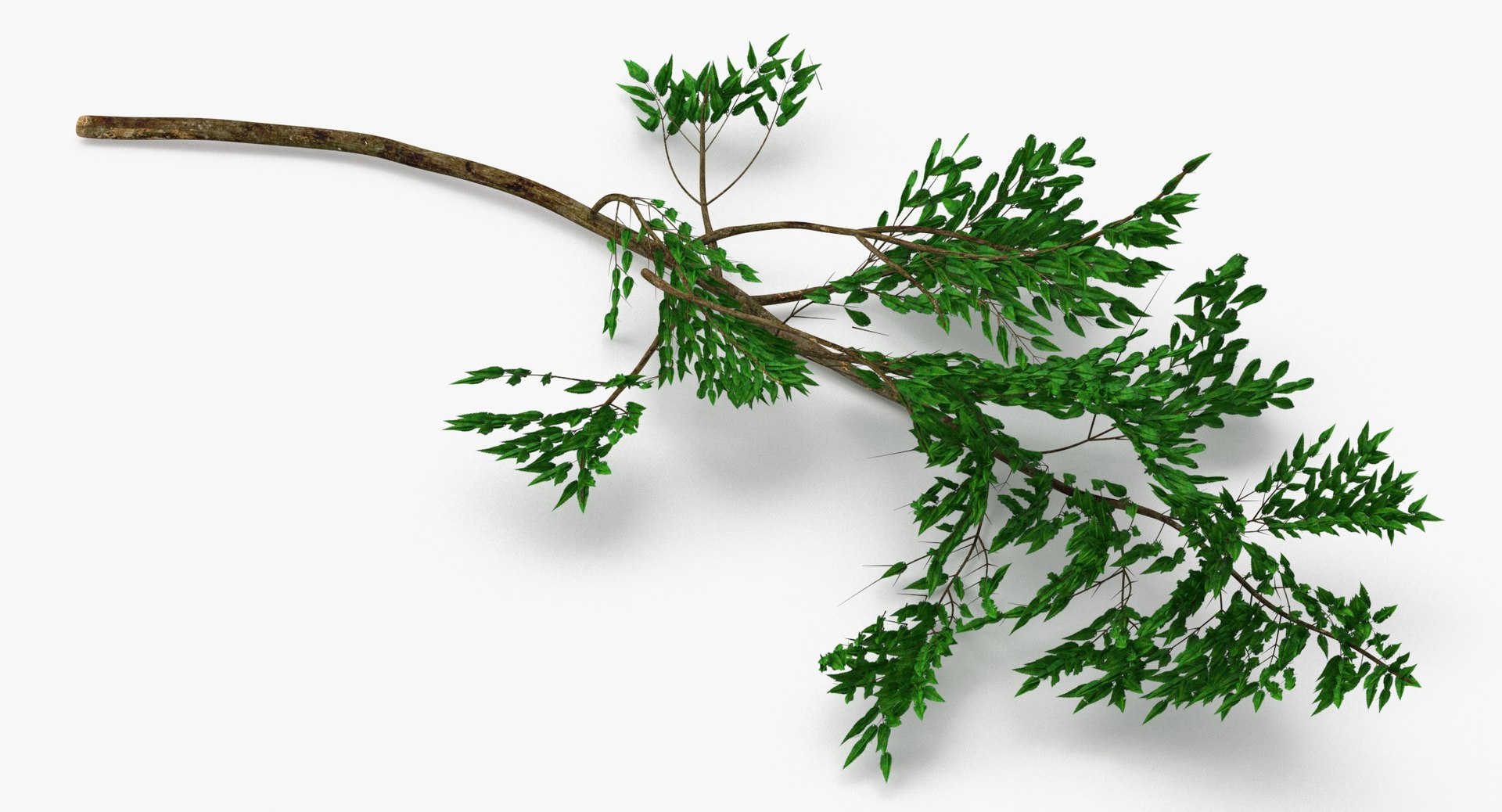 Branch 01 Model - TurboSquid 2027251