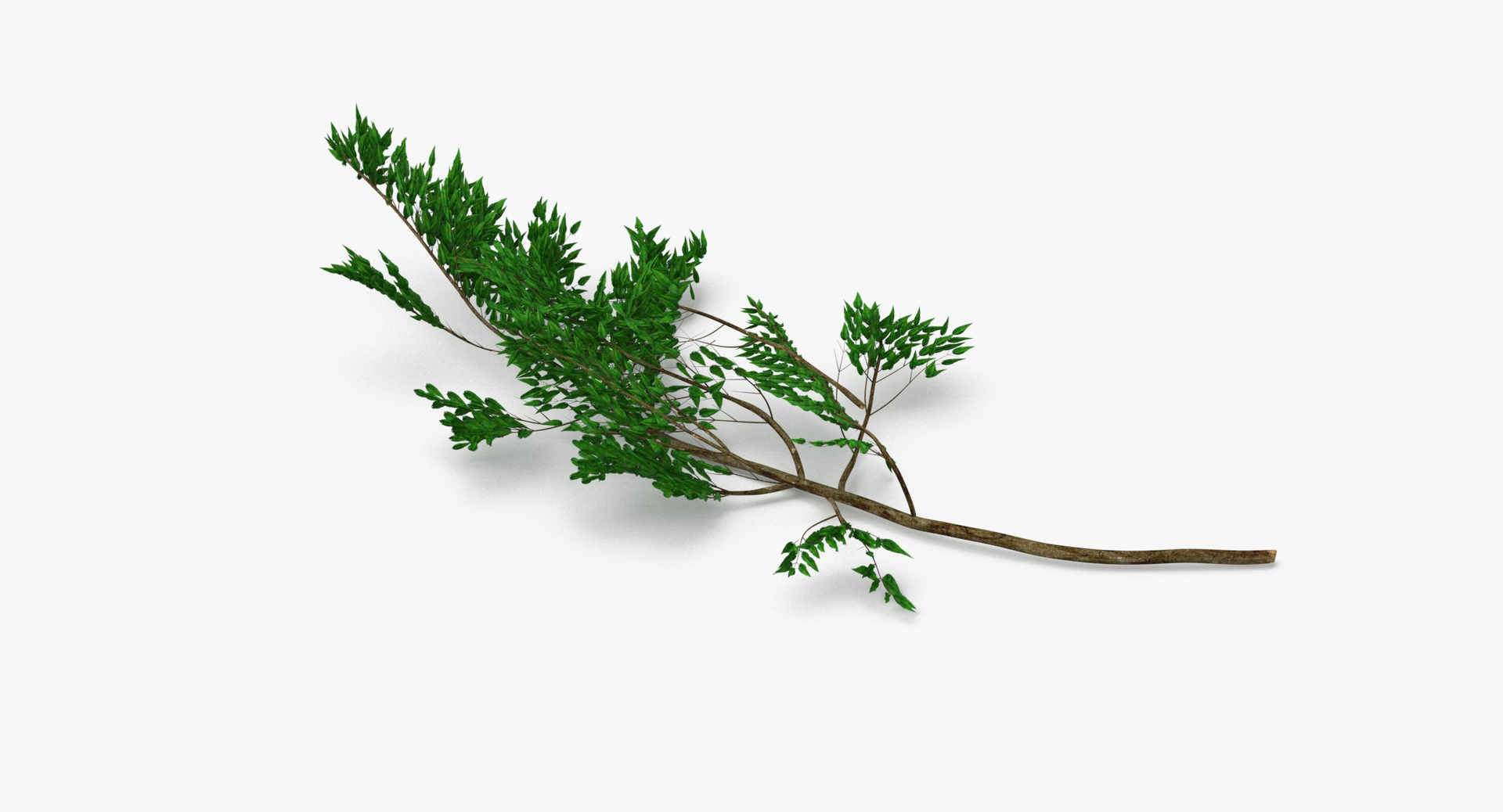Branch 01 Model - TurboSquid 2027251