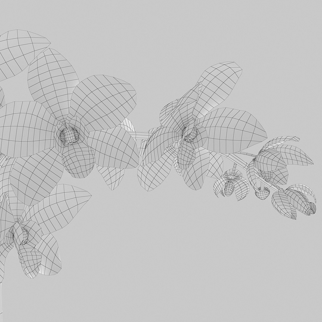 Orchid 3d Model
