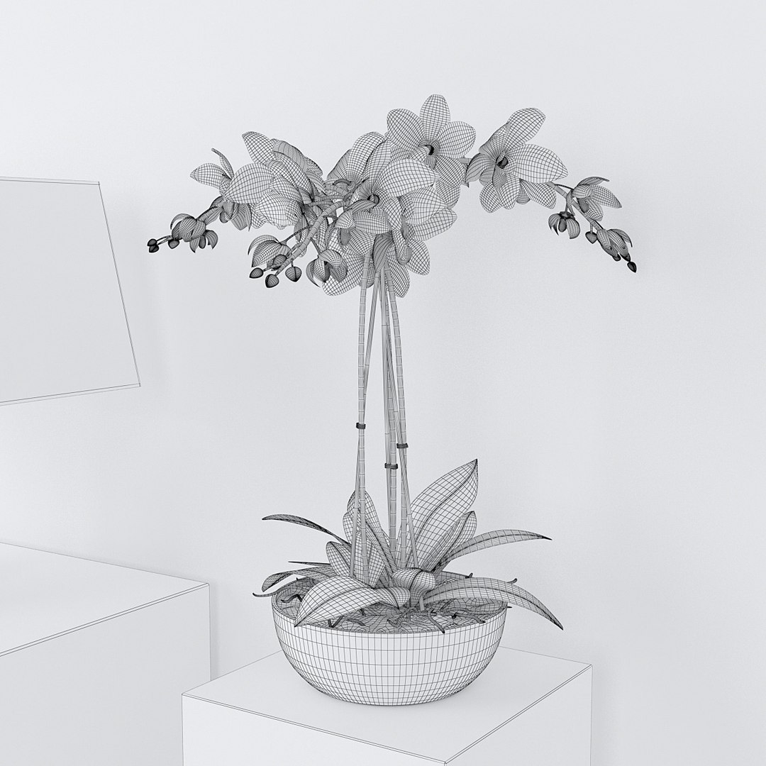 Orchid 3d Model