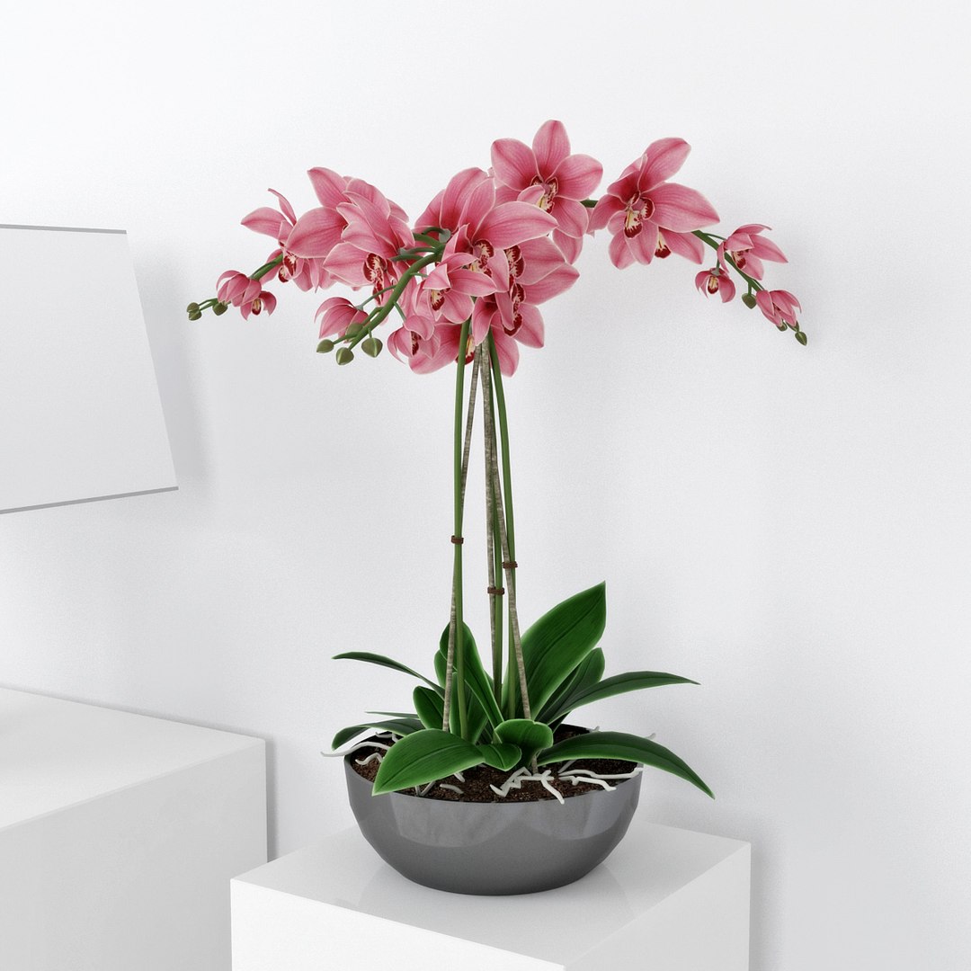 Orchid 3d Model