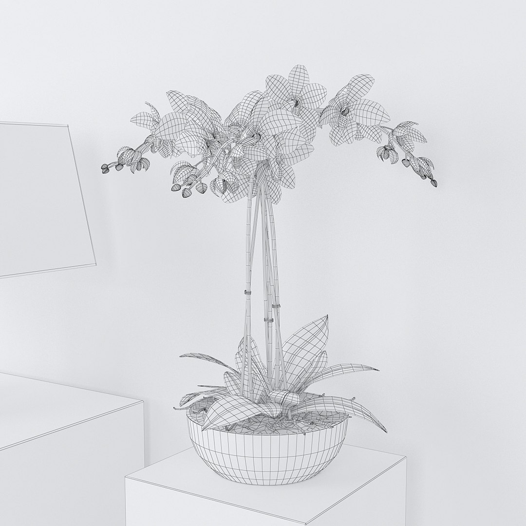 Orchid 3d Model