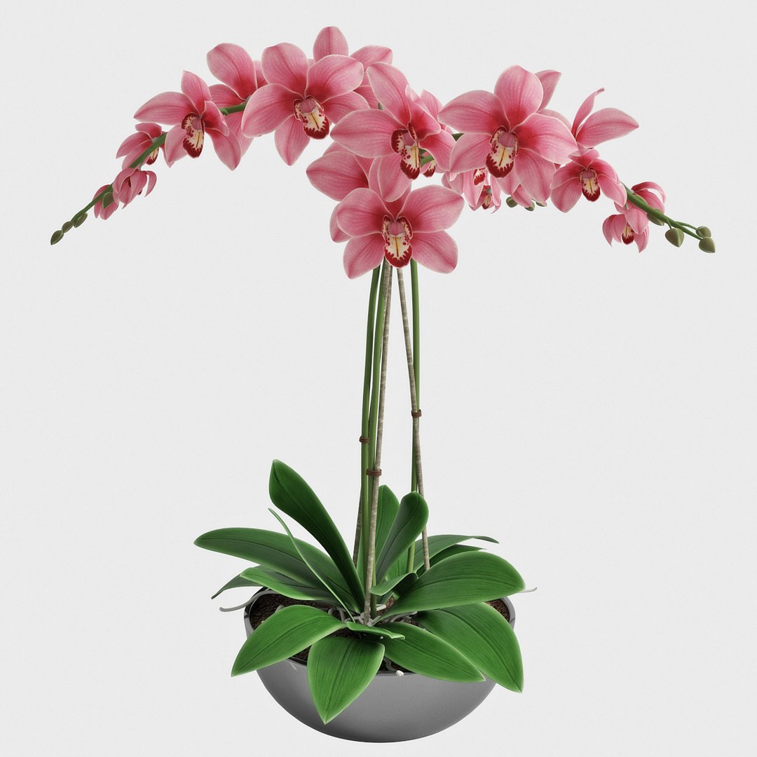 Orchid 3d Model