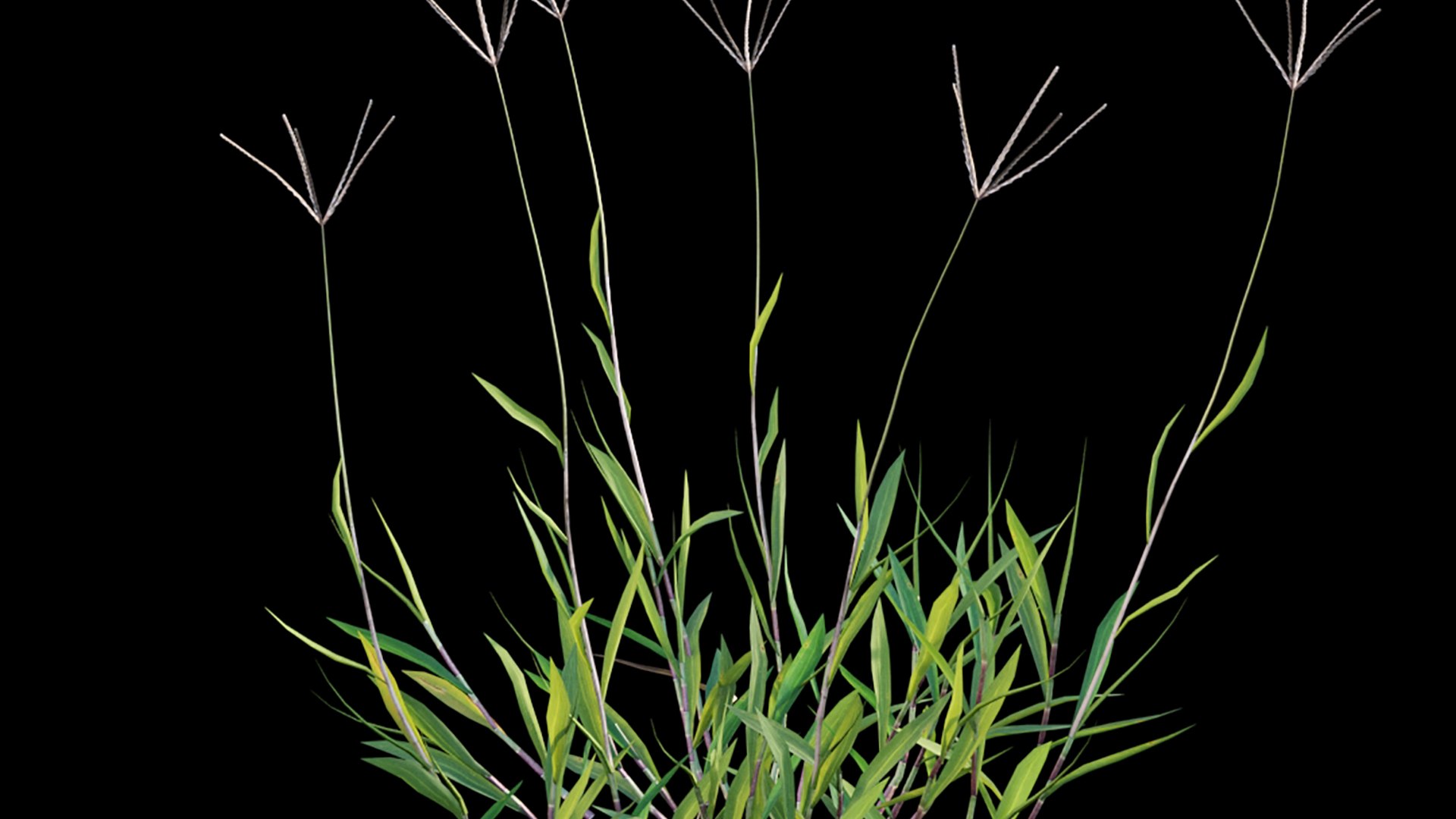 3D Cynodon Dactylon - Set 01 - TurboSquid 2126610