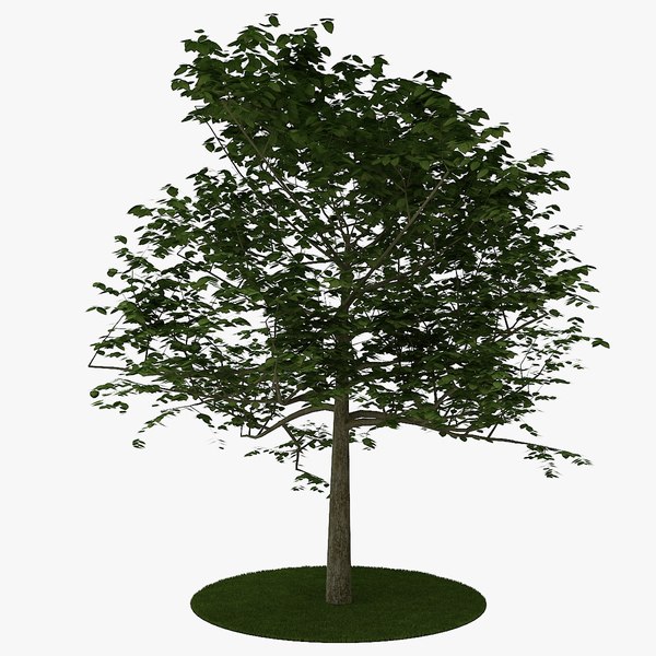 tree 6 3d model