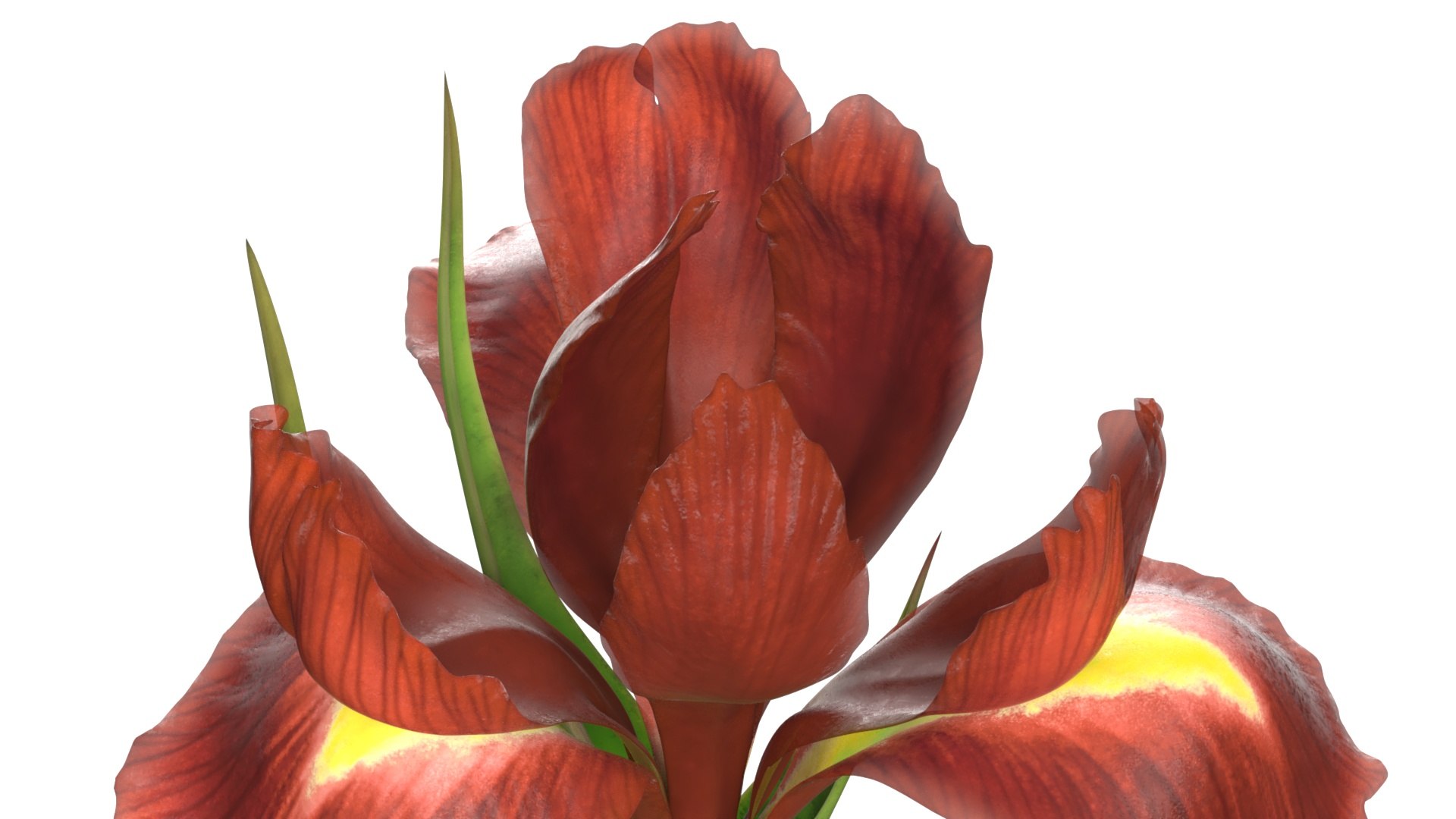 Tall Iris Plant With Leaves And Bud Red Model - TurboSquid 2500758
