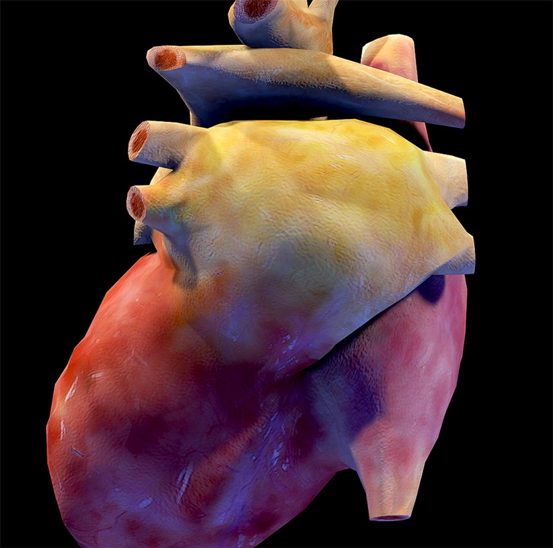 3d Human Heart Bumpmap Model