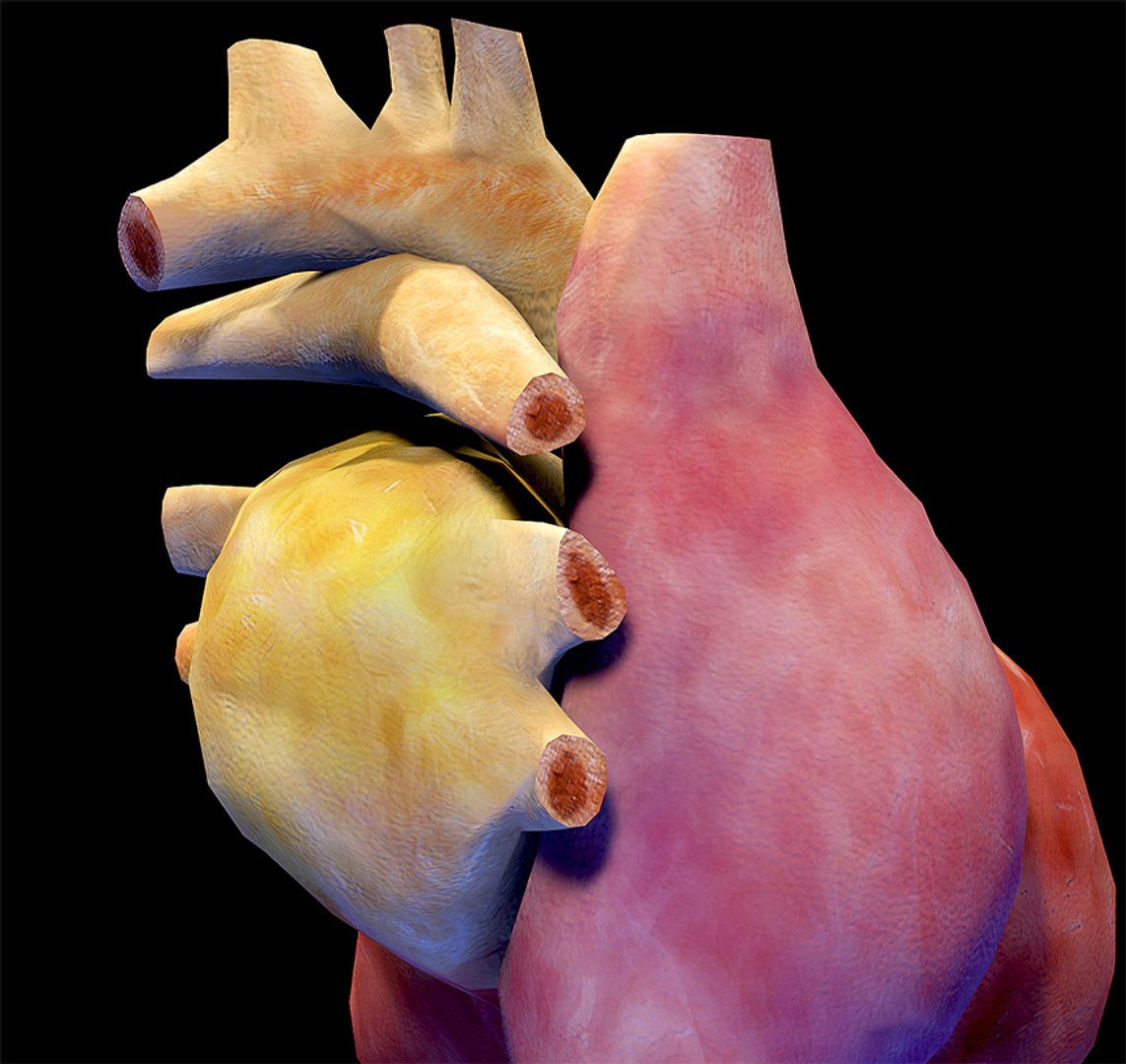 3d Human Heart Bumpmap Model