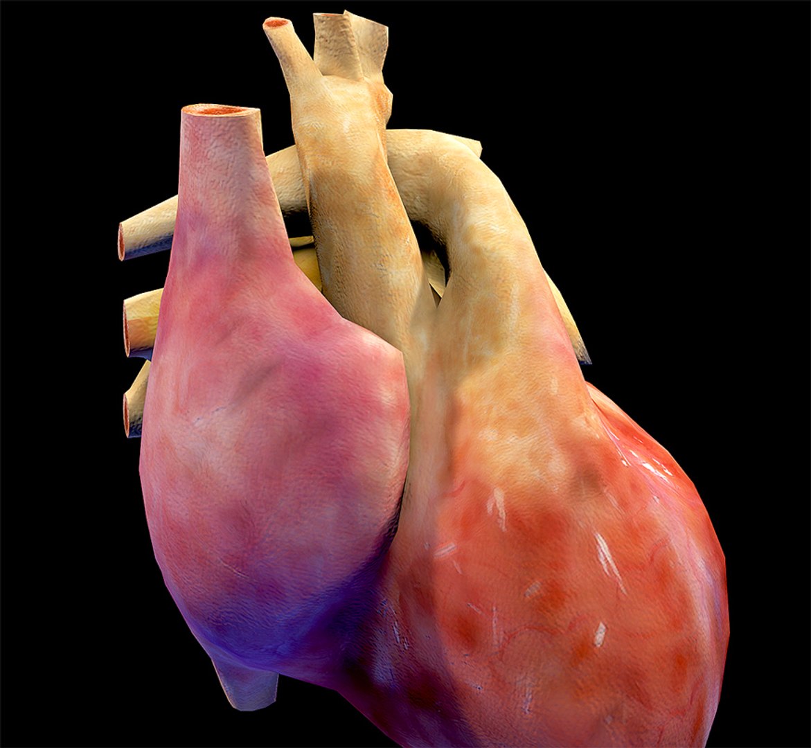 3d Human Heart Bumpmap Model