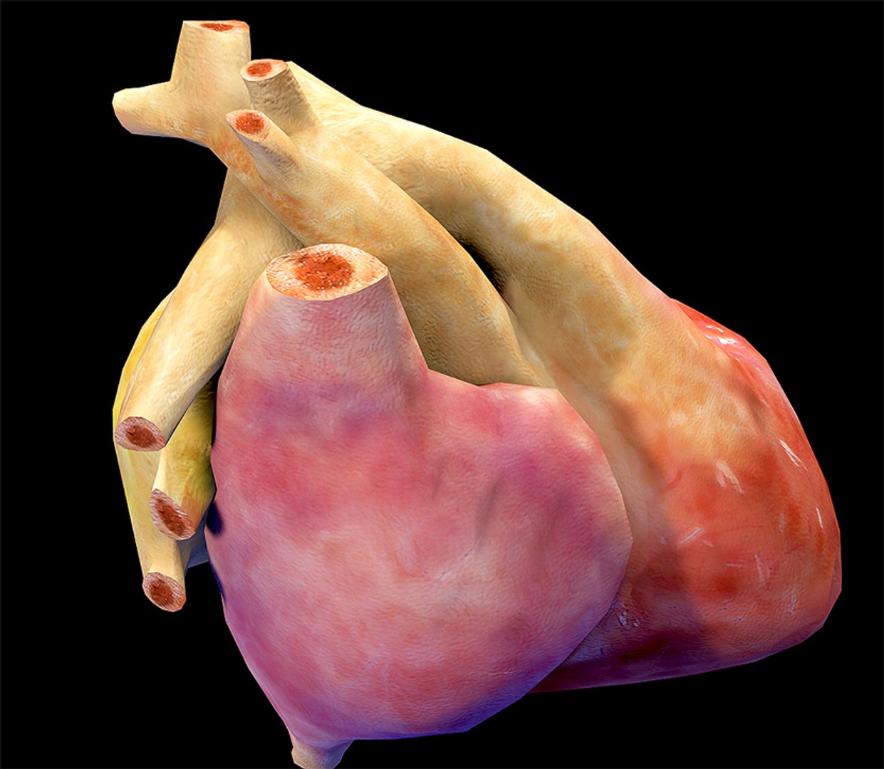 3d Human Heart Bumpmap Model