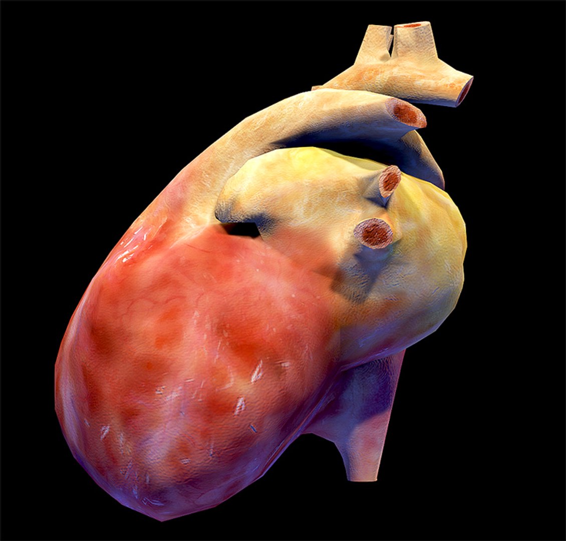 3d Human Heart Bumpmap Model