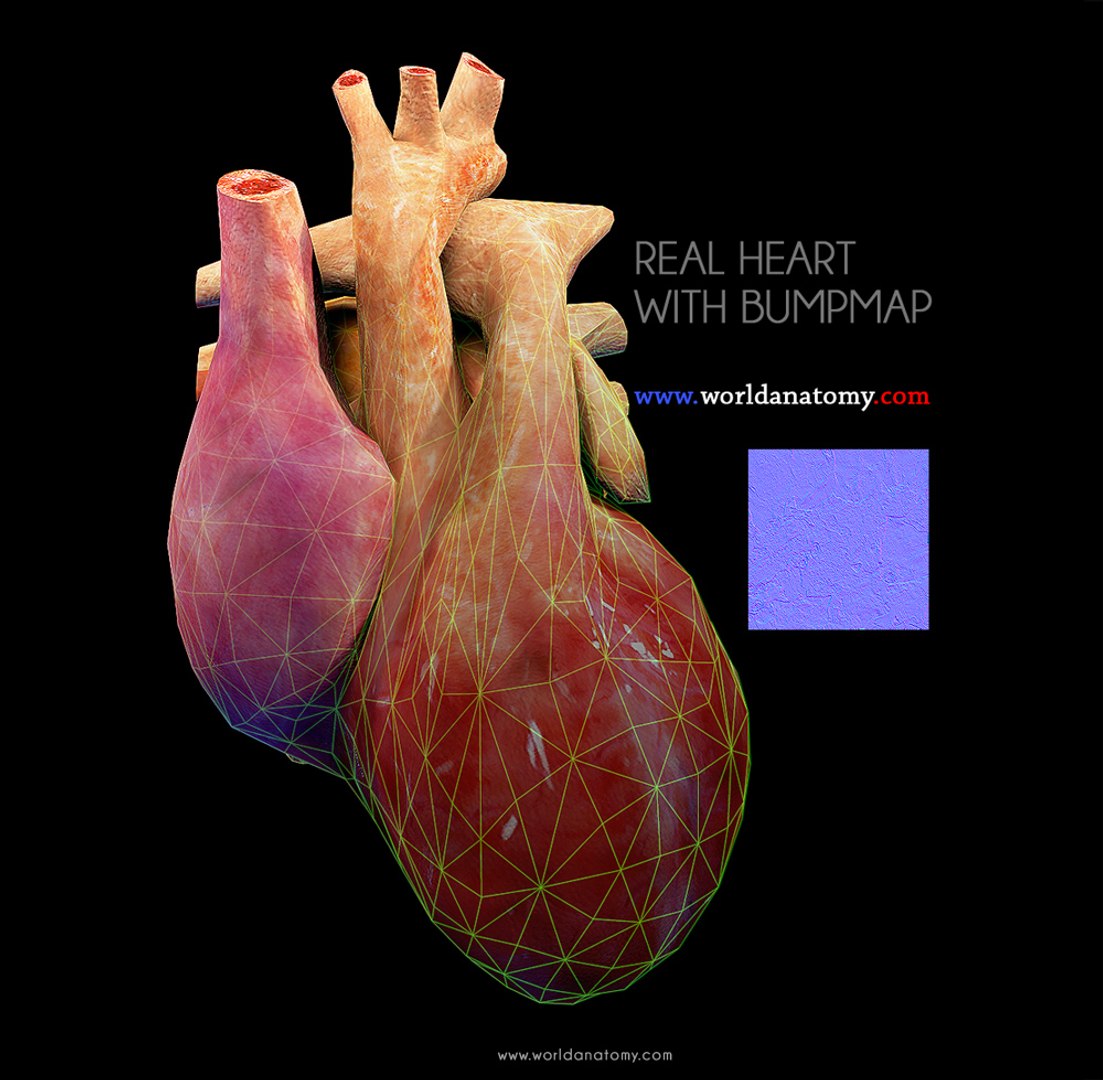 3d Human Heart Bumpmap Model