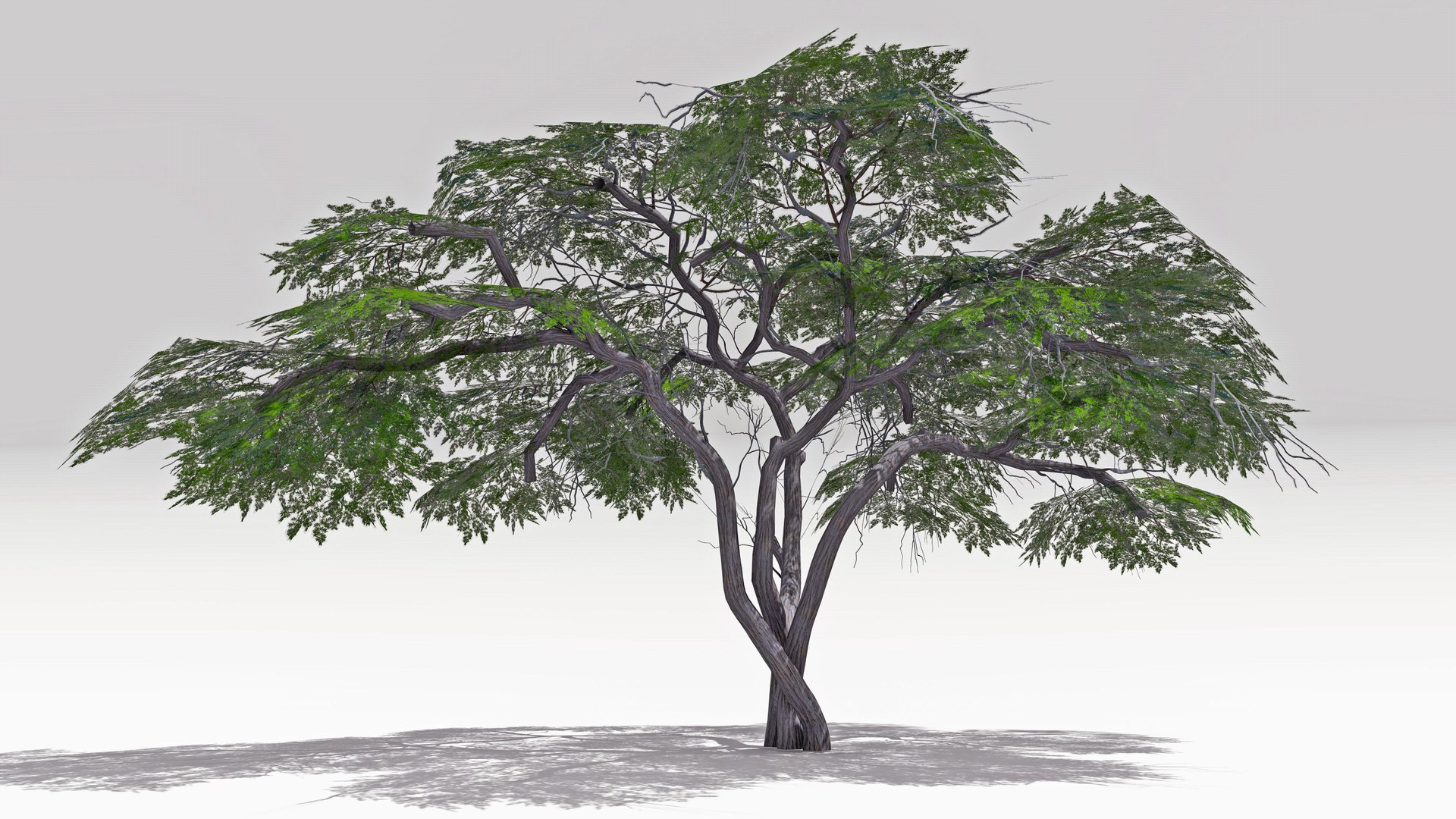 Acacia Tree-S18 3D Model - TurboSquid 2378145