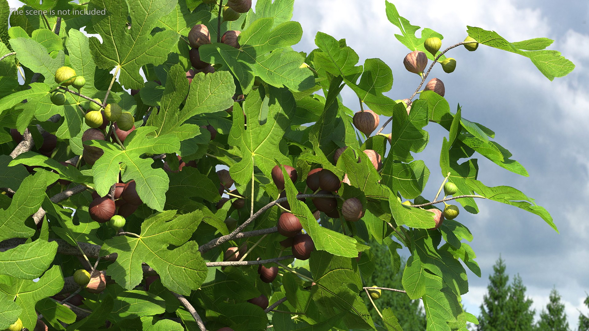 3D Fig Tree Trunks Fruits - TurboSquid 1681321