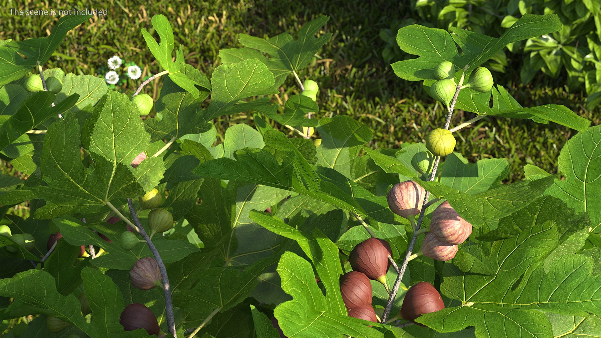 3D Fig Tree Trunks Fruits - TurboSquid 1681321