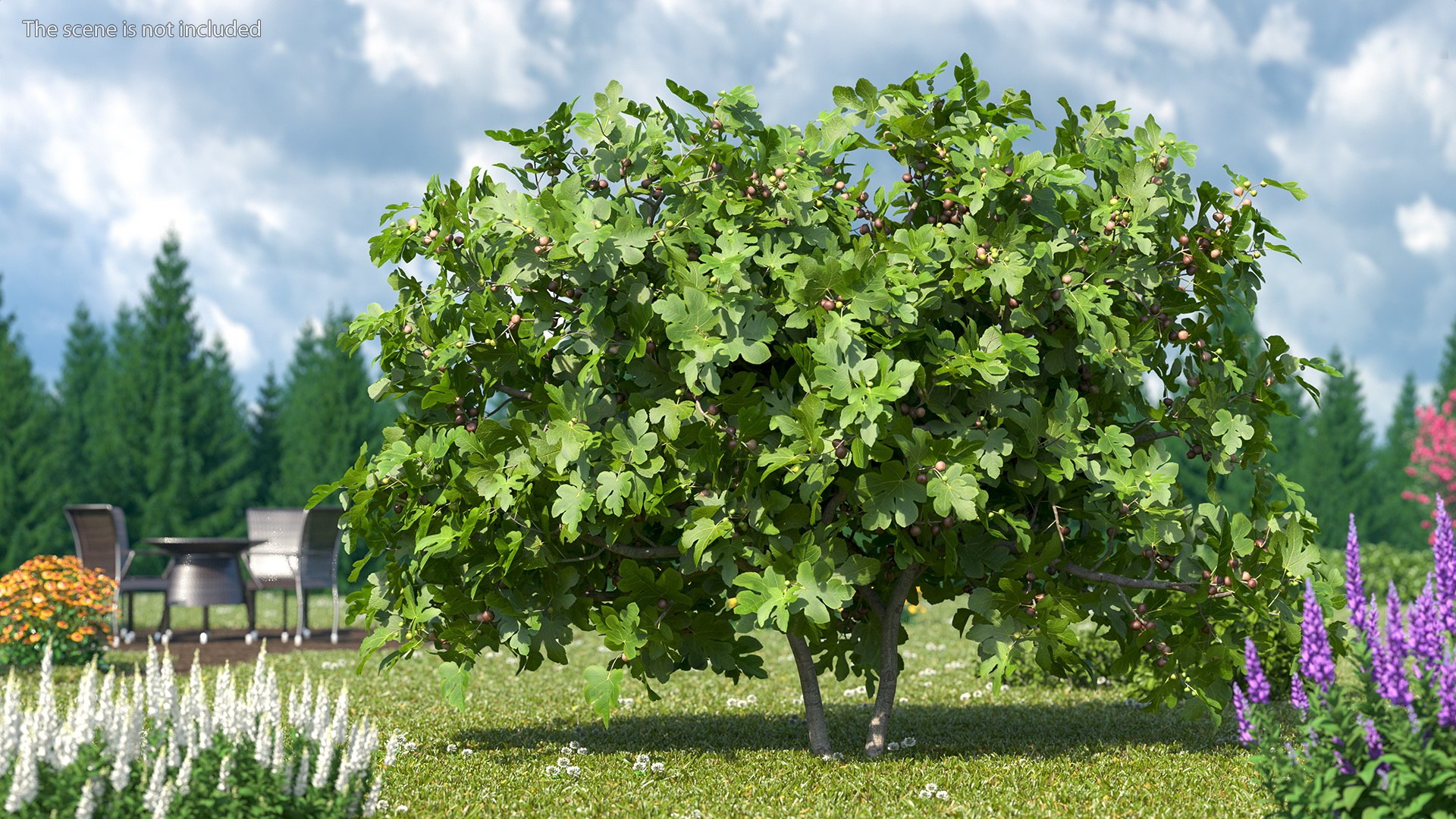 3D Fig Tree Trunks Fruits - TurboSquid 1681321