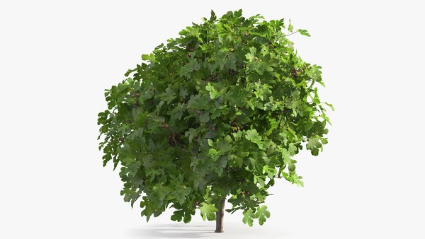 3D fig tree trunks fruits - TurboSquid 1681321