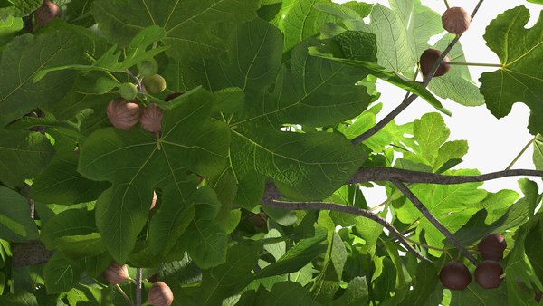 3D fig tree trunks fruits - TurboSquid 1681321
