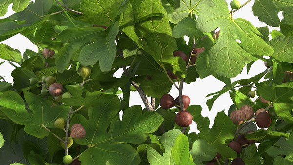 3D fig tree trunks fruits - TurboSquid 1681321