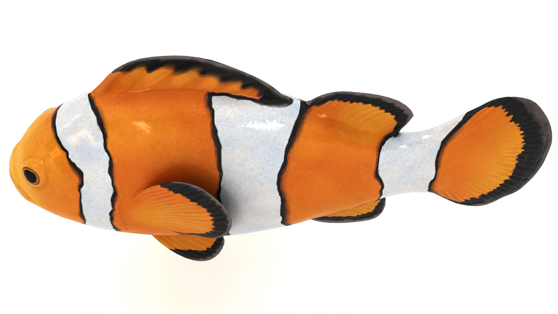 3D Clown Fish - TurboSquid 2342770