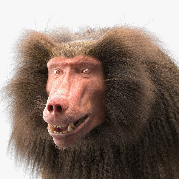 Baboon 3D Models for Download | TurboSquid