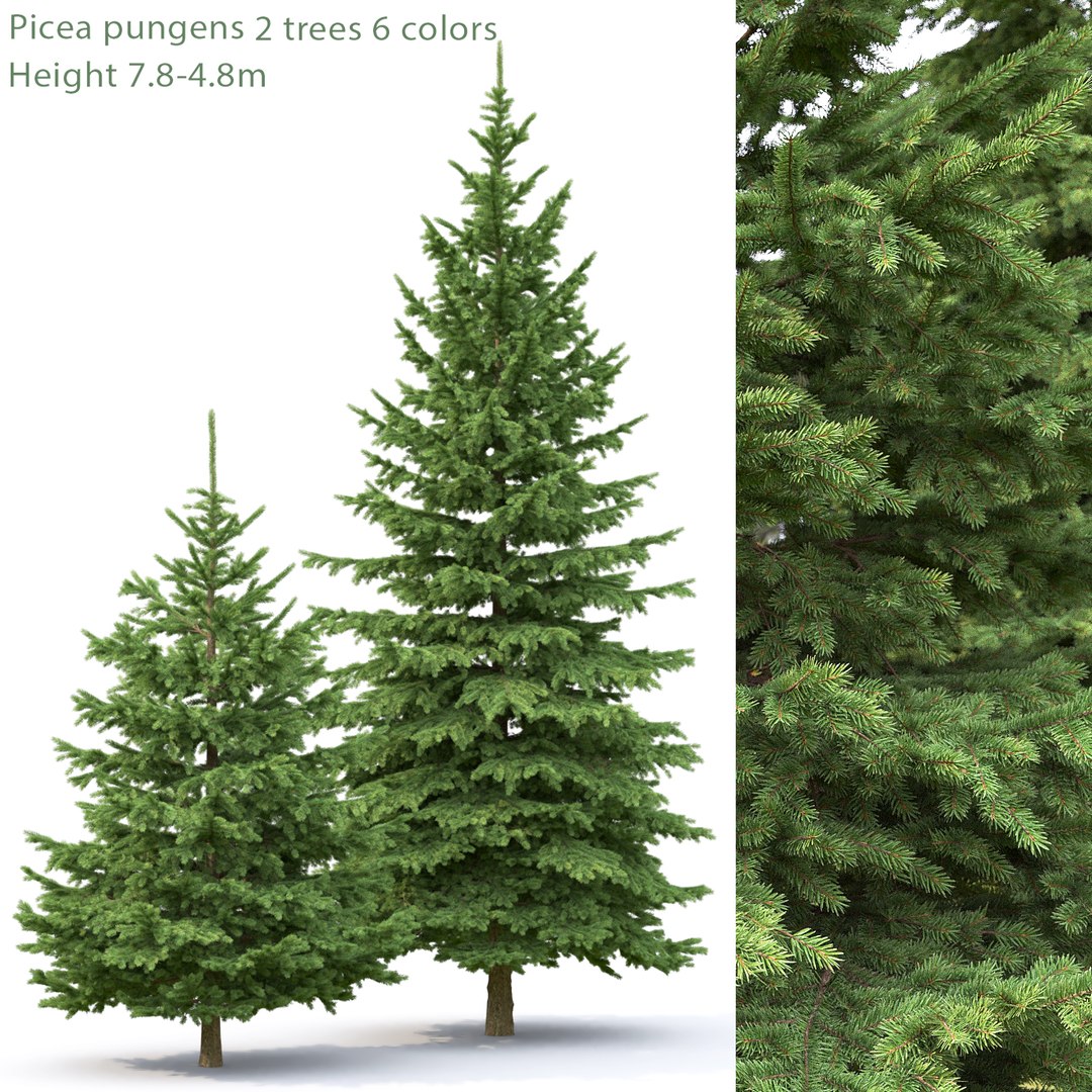 3D Pack Realistic Trees - TurboSquid 1500881