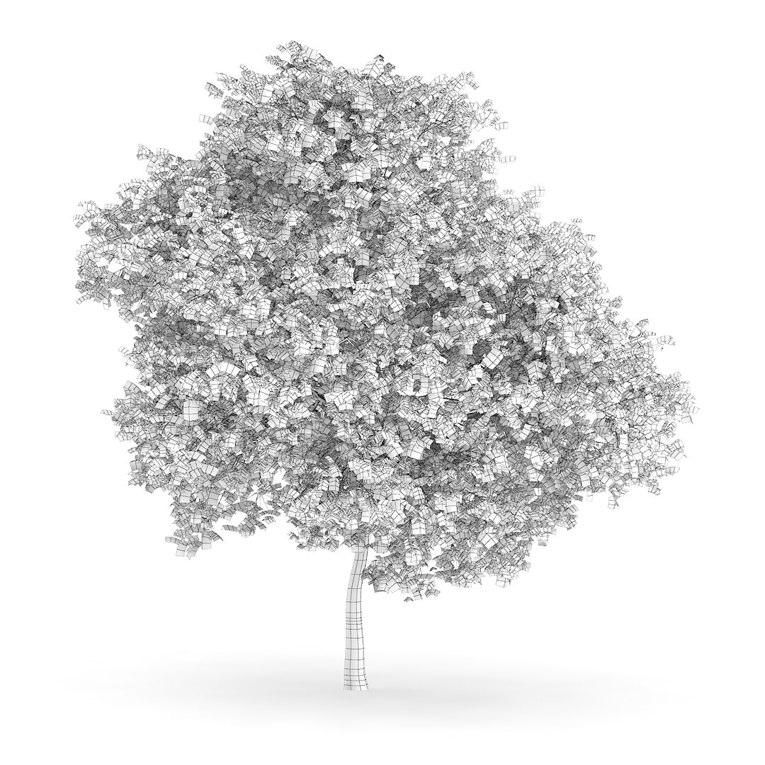 3d model wild service tree sorbus