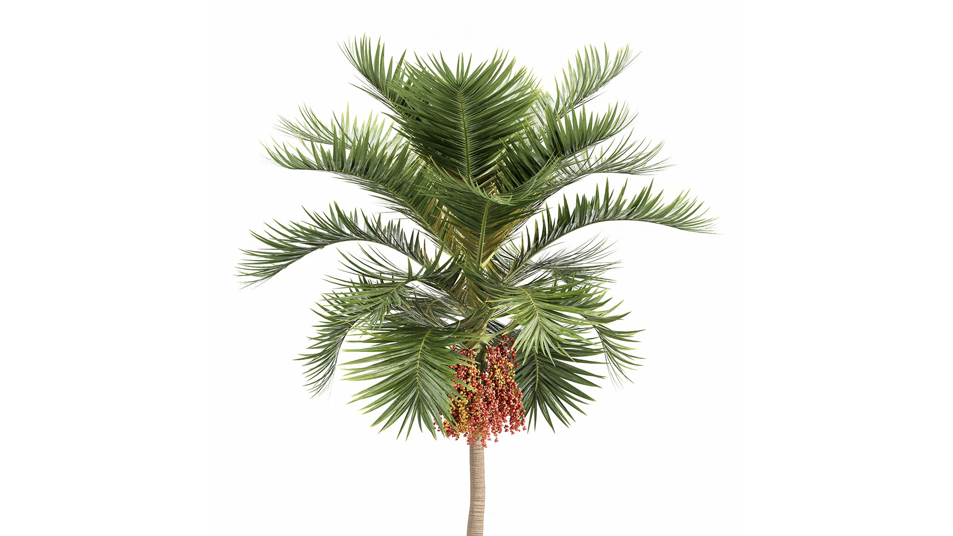 Christmas Palm Manila Palm Adonidia Veitchia Merrillii 3D - TurboSquid ...