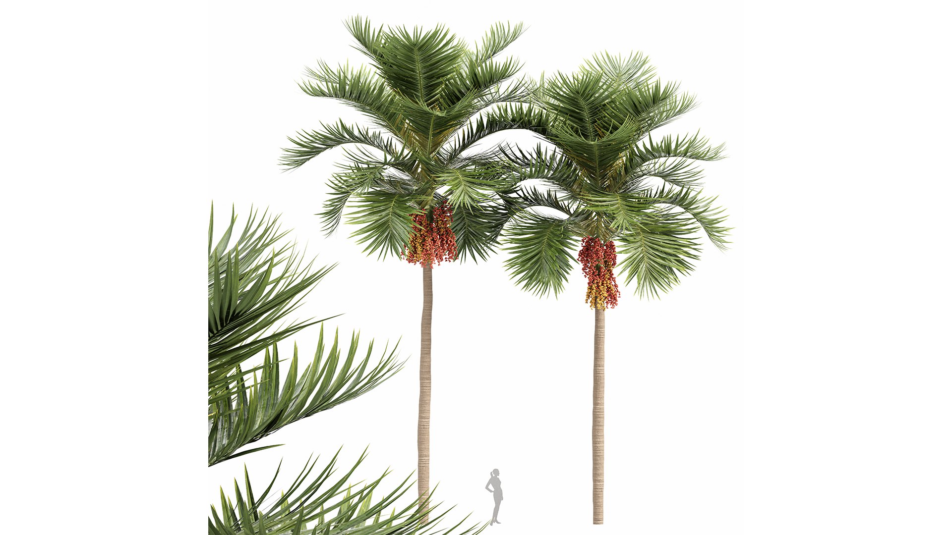 Christmas Palm Manila Palm Adonidia Veitchia Merrillii 3D - TurboSquid ...
