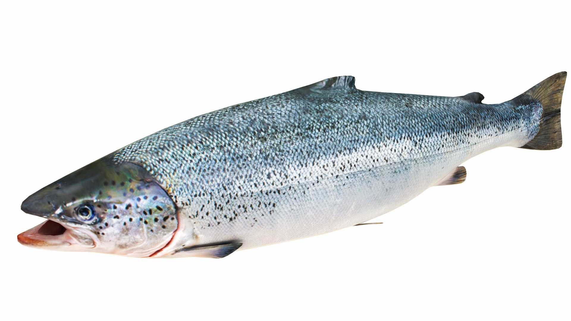Salmon Fish And Meat Parts Model - TurboSquid 2496665