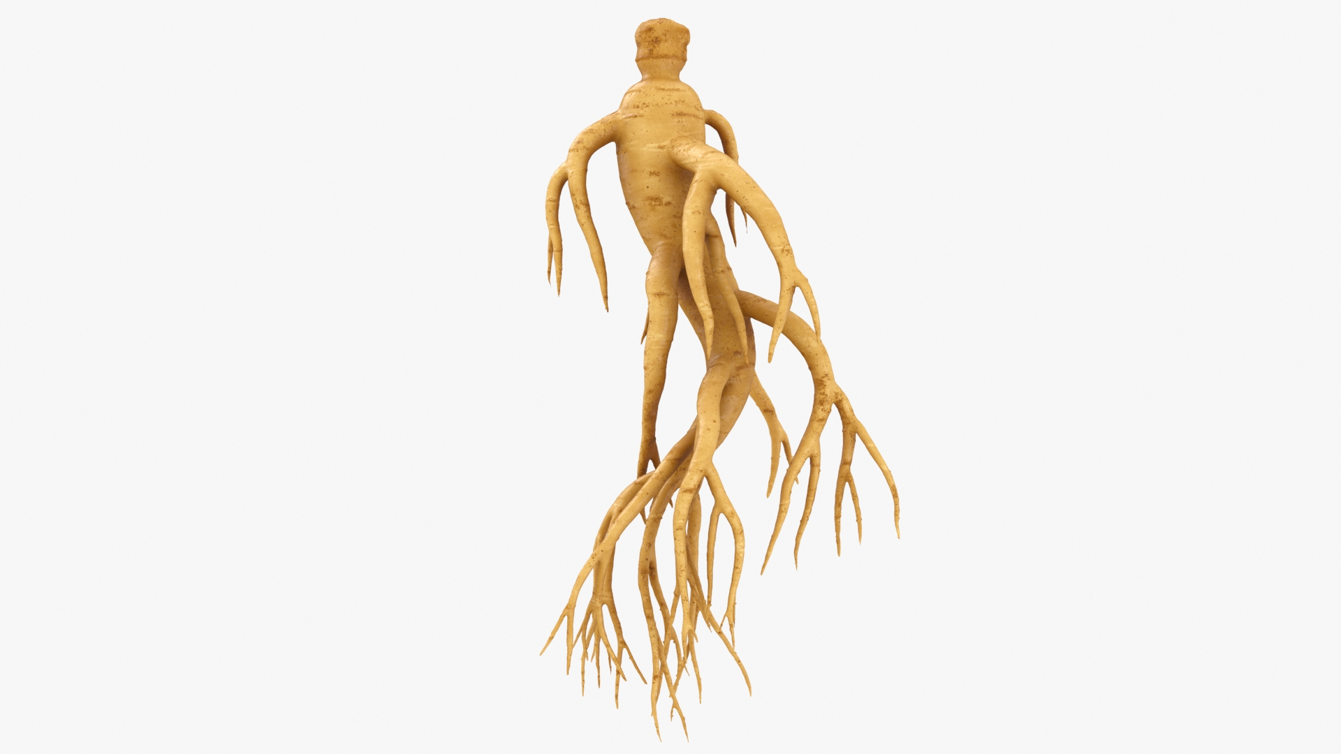 Ginseng Collection Model - TurboSquid 2277214