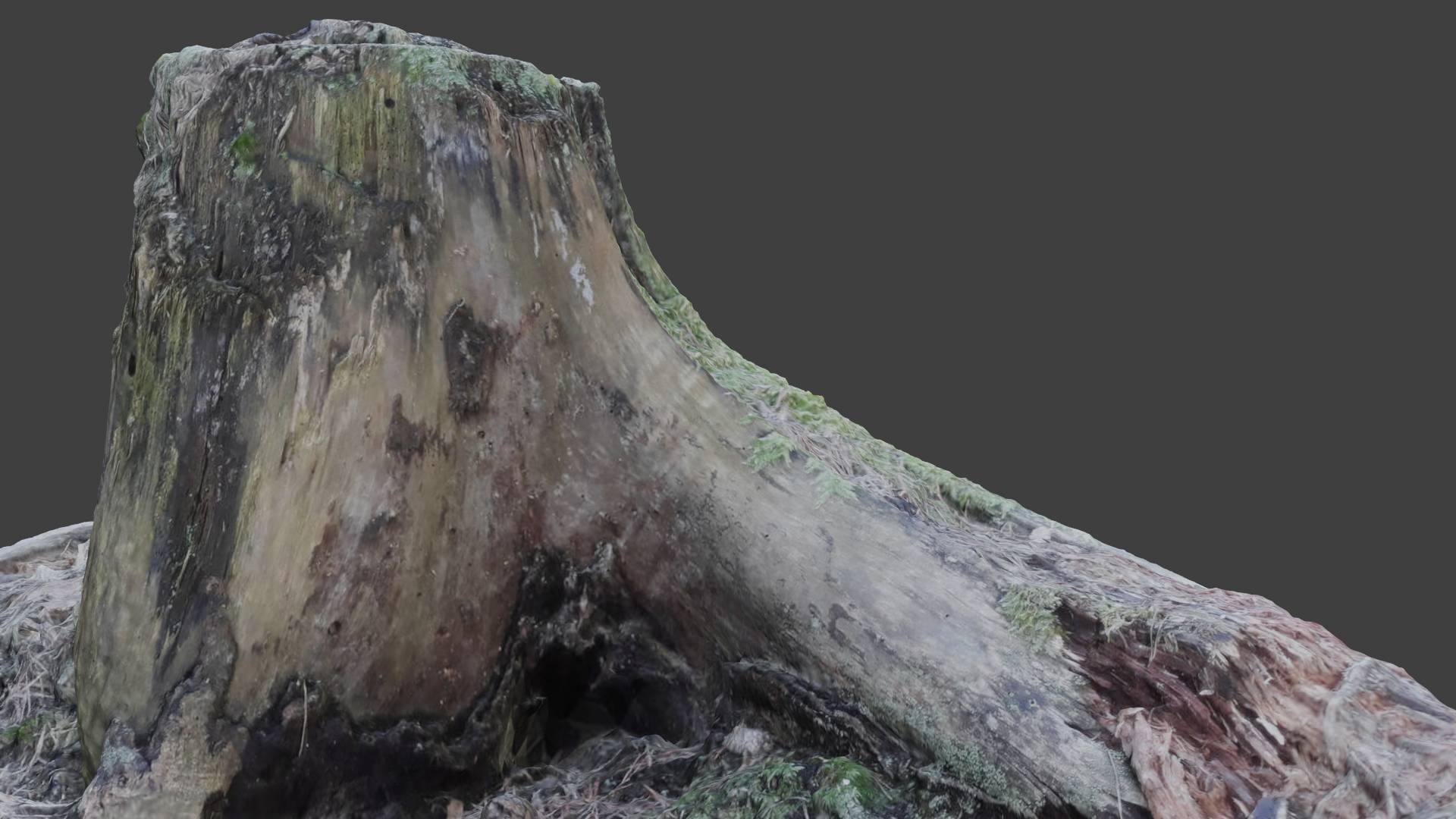3D Scanned Stump Model - TurboSquid 1699322