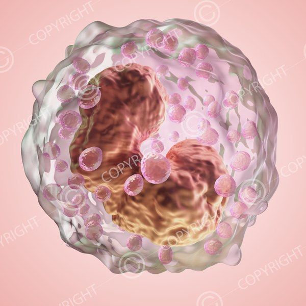 Basófilo Modelo 3D - TurboSquid 1372577