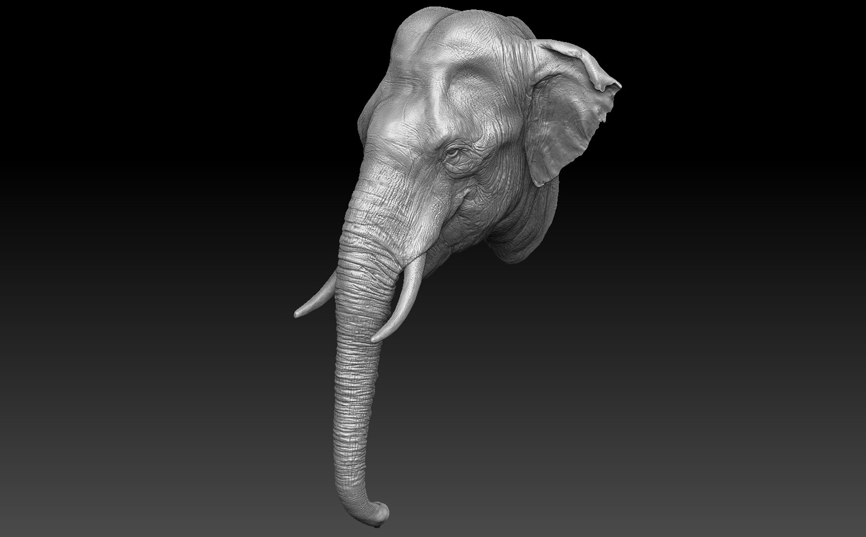 3D Asian Elephant Head Model - TurboSquid 1284797