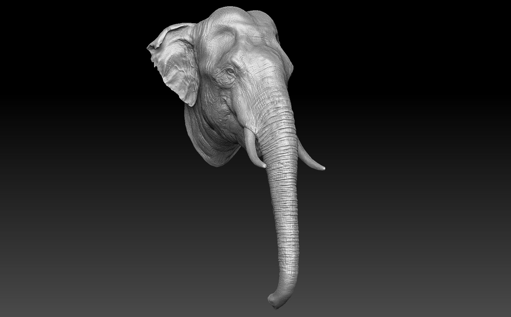 3D Asian Elephant Head Model - TurboSquid 1284797