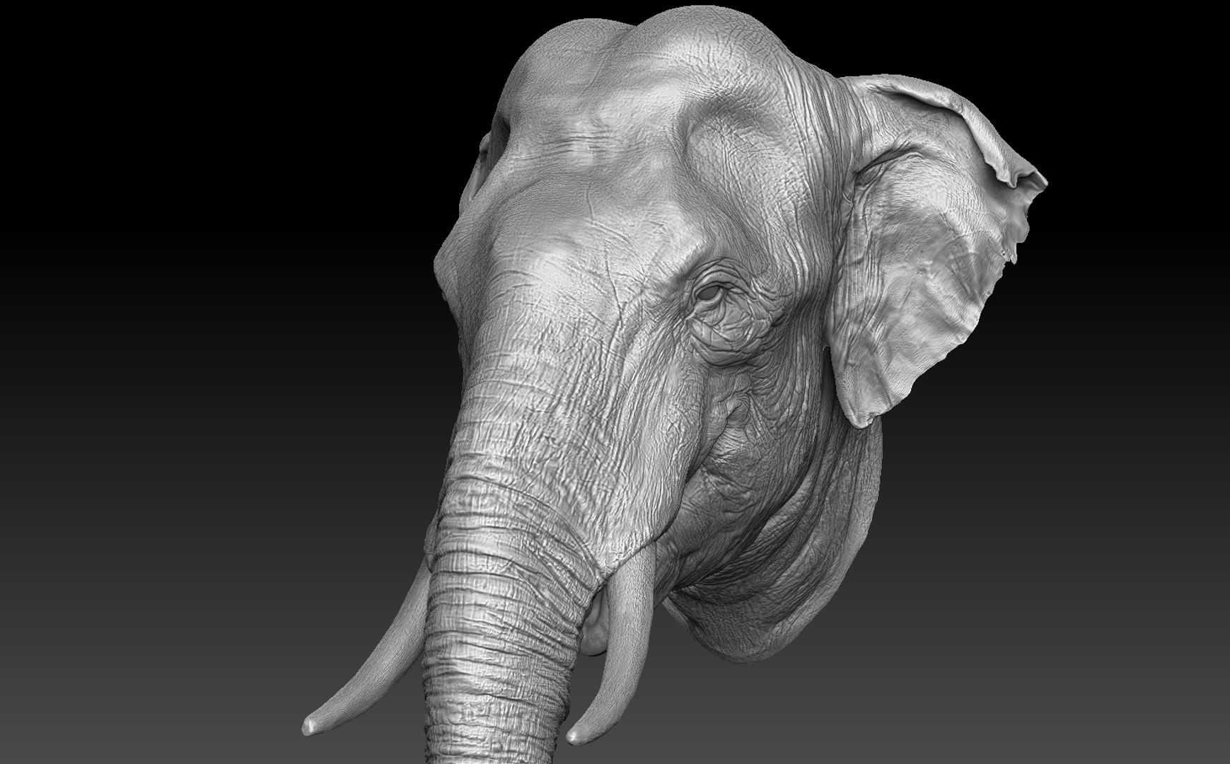 3D Asian Elephant Head Model - TurboSquid 1284797