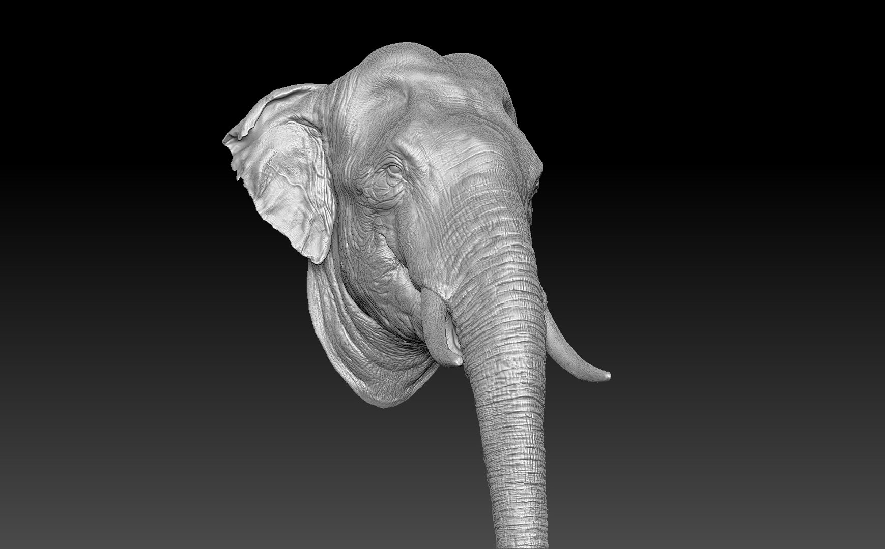 3D Asian Elephant Head Model - TurboSquid 1284797