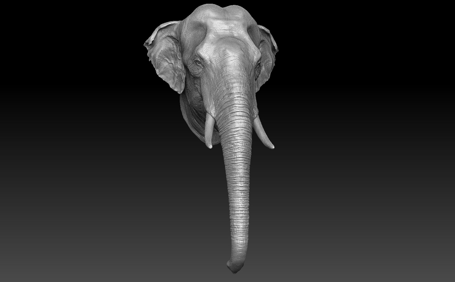 3D Asian Elephant Head Model - TurboSquid 1284797