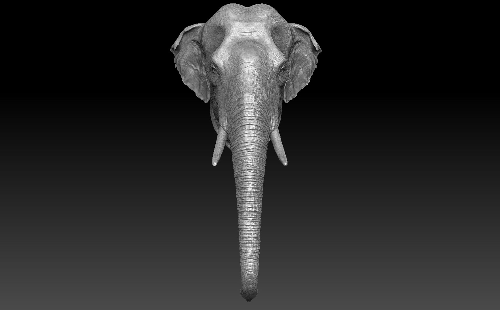 3D Asian Elephant Head Model - TurboSquid 1284797