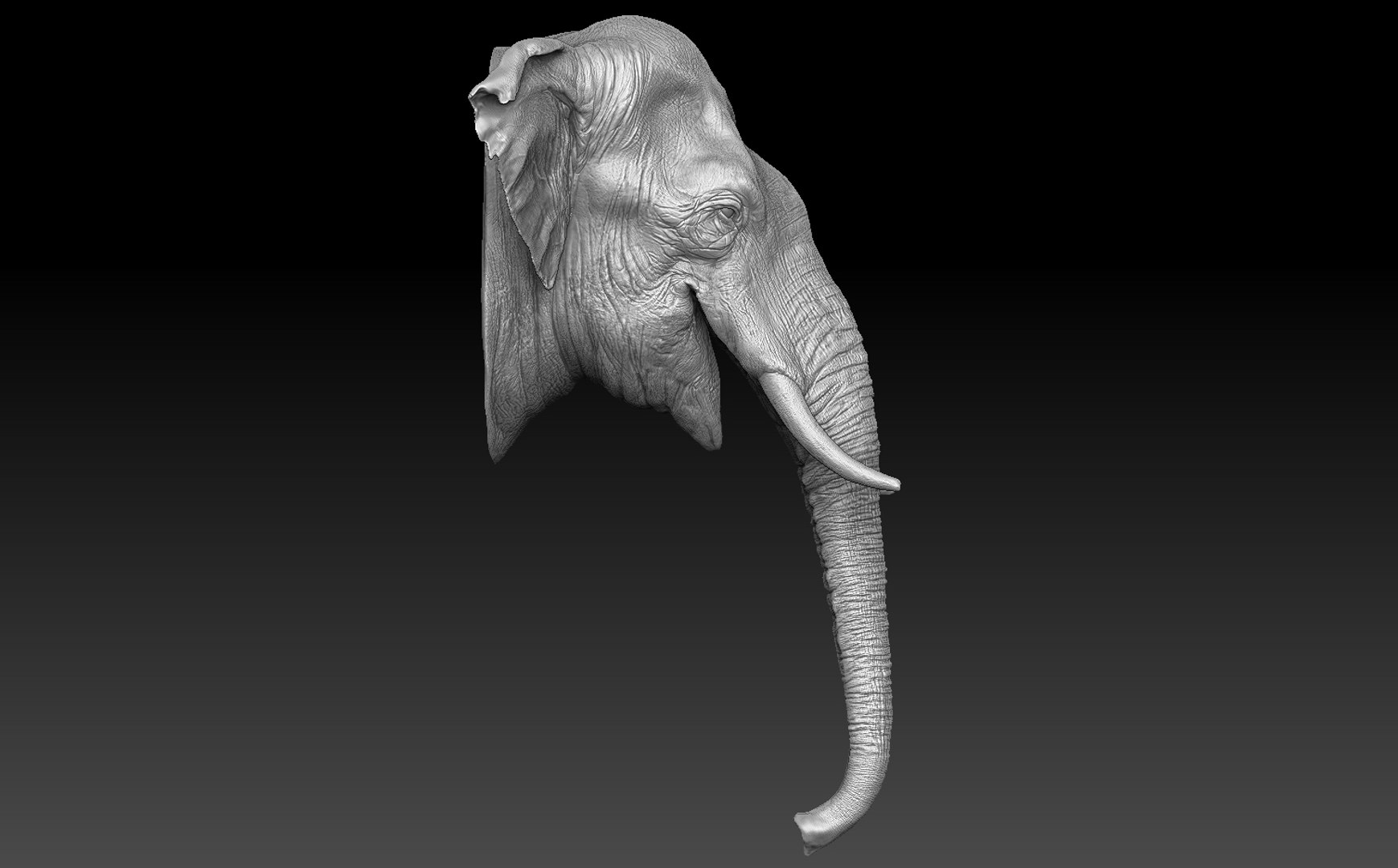 3D Asian Elephant Head Model - TurboSquid 1284797