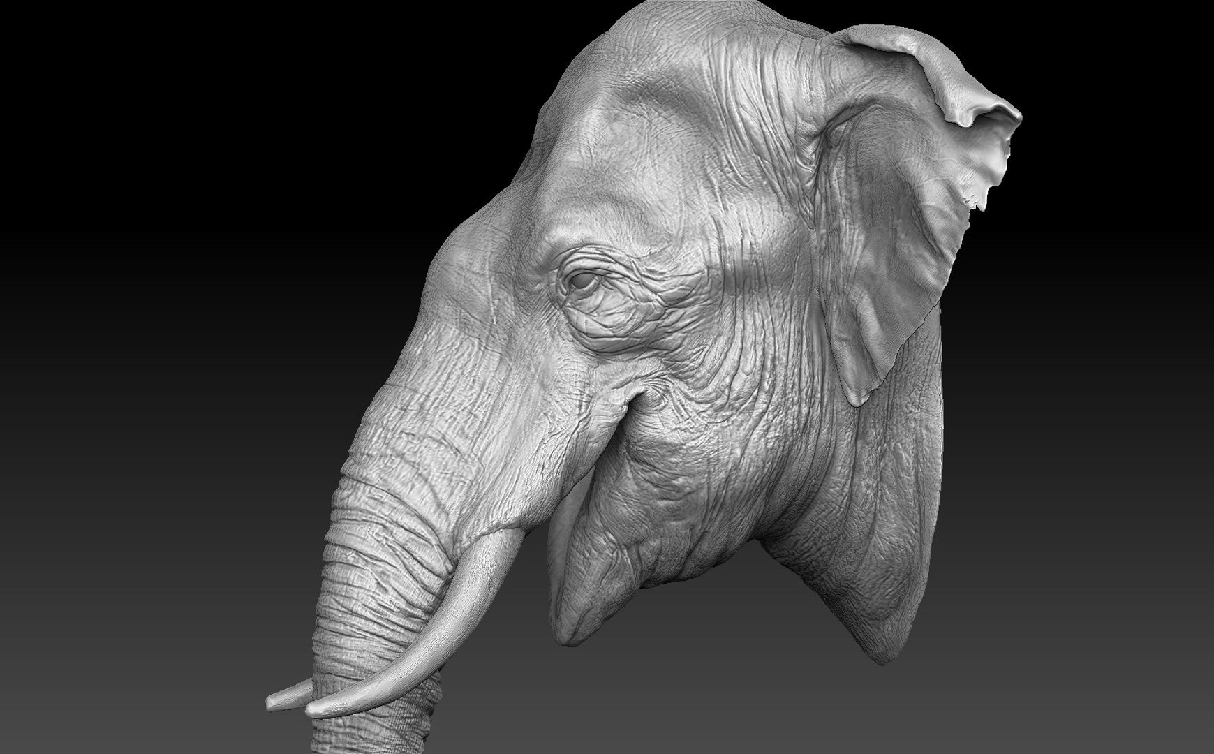3D Asian Elephant Head Model - TurboSquid 1284797